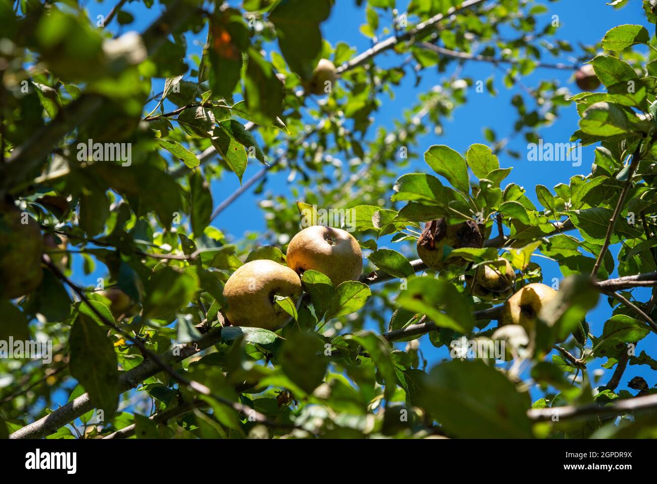 Golden Russet apples on lush green overhead tree branches with blue sky ...
