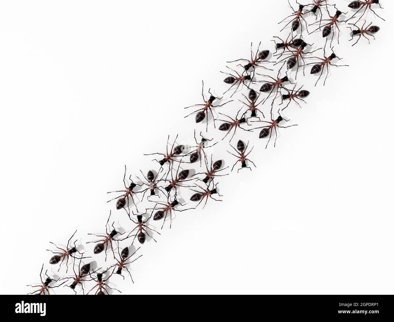 3D illustration of walking ants. Top view. 3D illustration Stock Photo ...