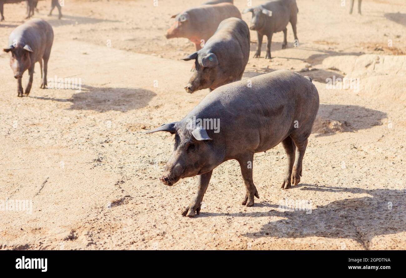 Adult Iberian pigs going out from the farm to graze Stock Photo - Alamy