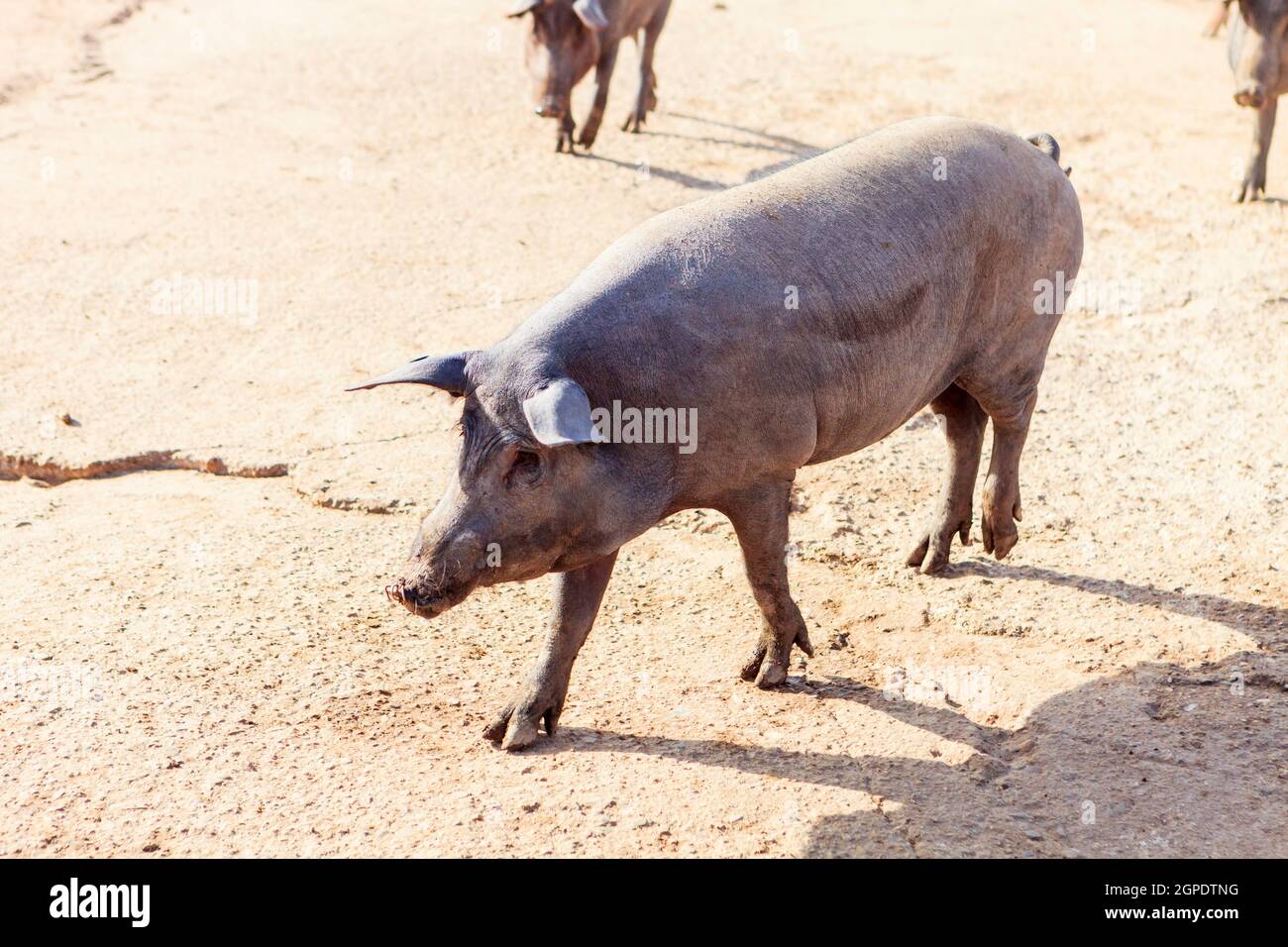 Iberian pigs eating feed hi-res stock photography and images - Alamy