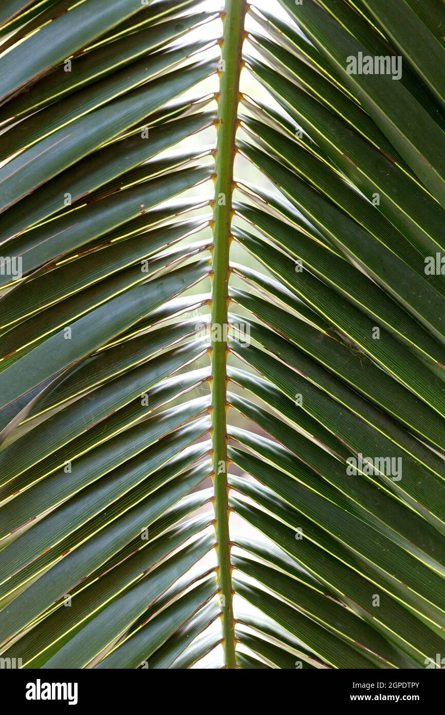 Frond textures hi-res stock photography and images - Alamy