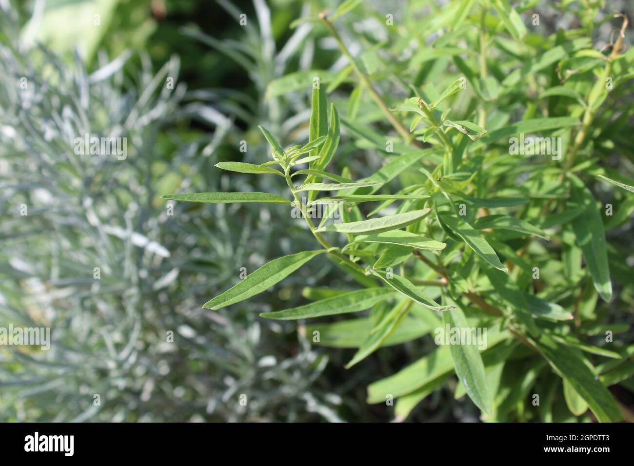 burro plant in the herb garden Stock Photo - Alamy