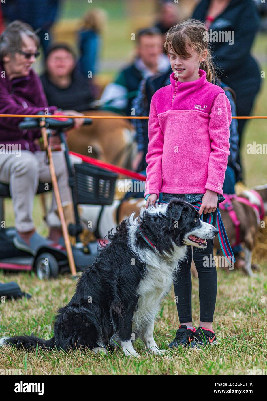 A Border Collie dog in a show ring at a country show with a young lady ...