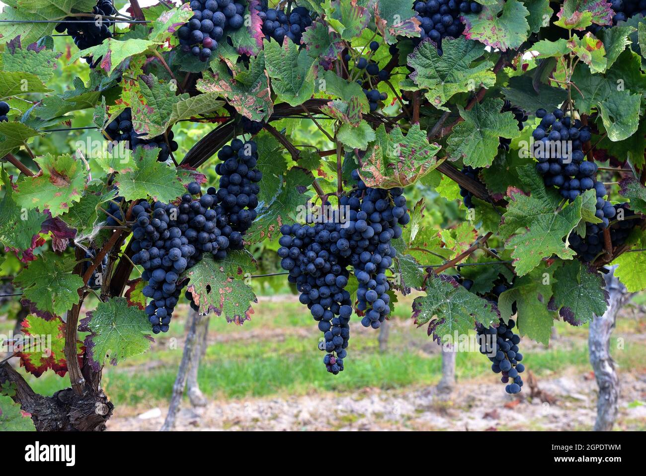 Grapes farming hi-res stock photography and images - Alamy