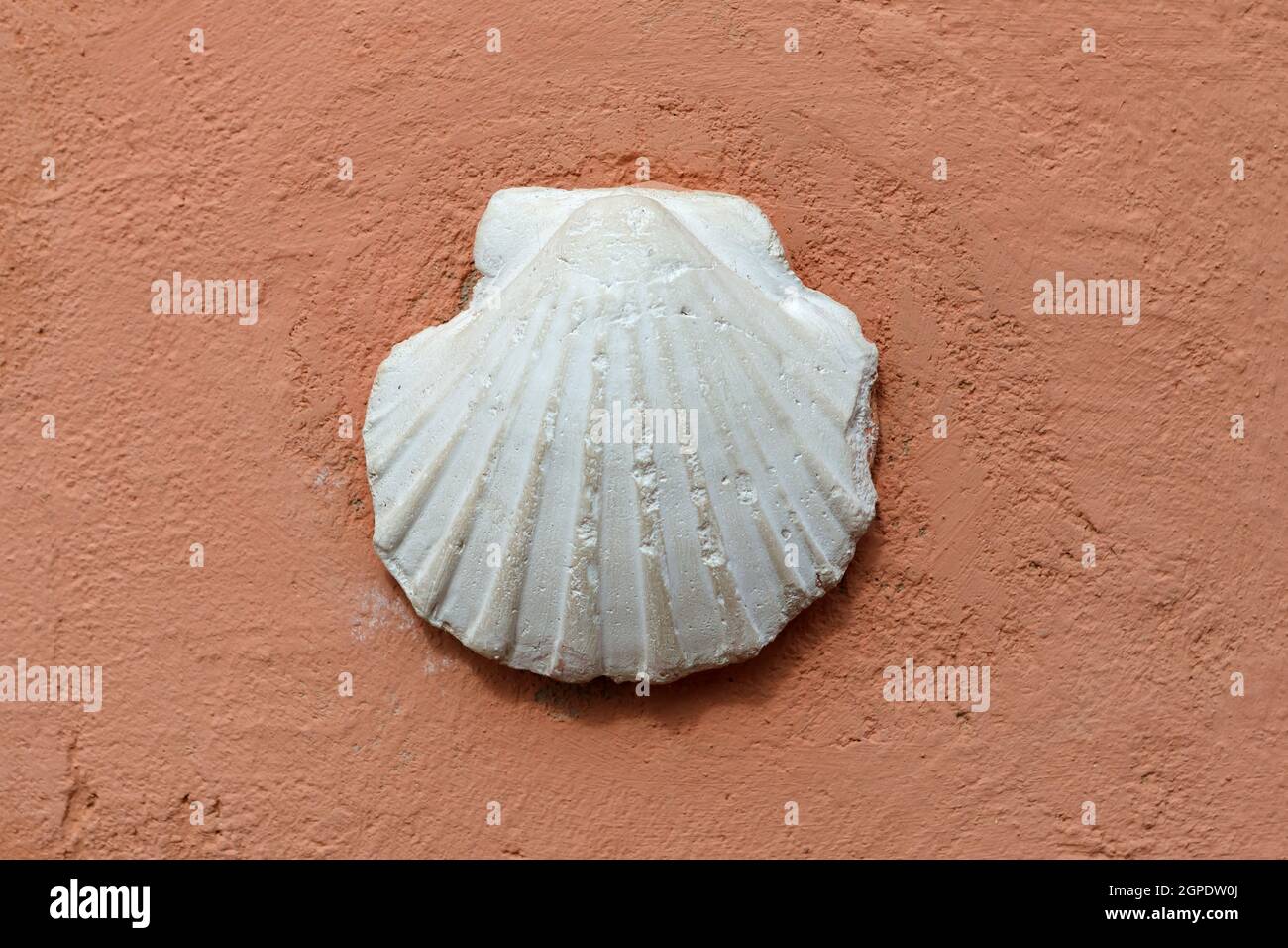 White shell of pilgrim's scallop on a red wall, symbol of the St. James ...