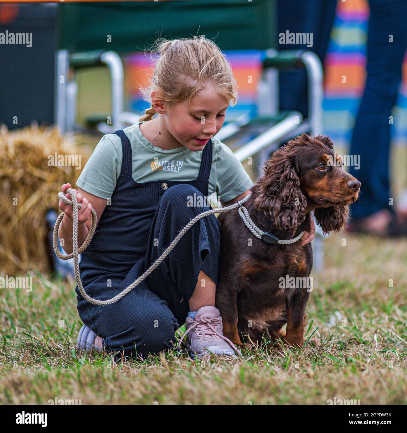 English show cocker spaniel hi-res stock photography and images - Alamy