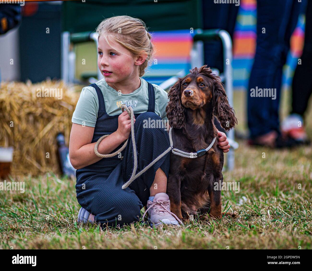 A Cocker Spaniel dog in a show ring at a country show with a young lady ...