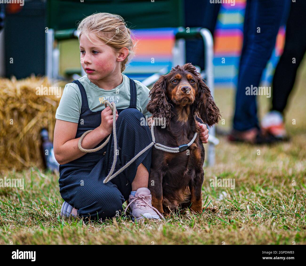 Show cocker spaniel hi-res stock photography and images - Alamy