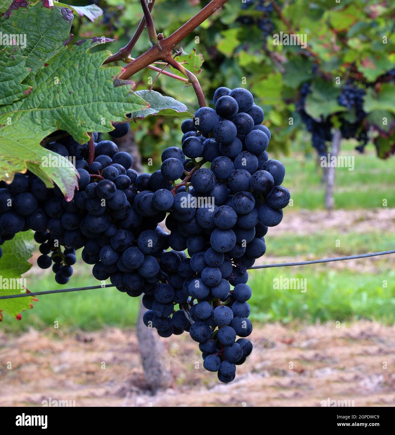 Grapes farming hi-res stock photography and images - Alamy