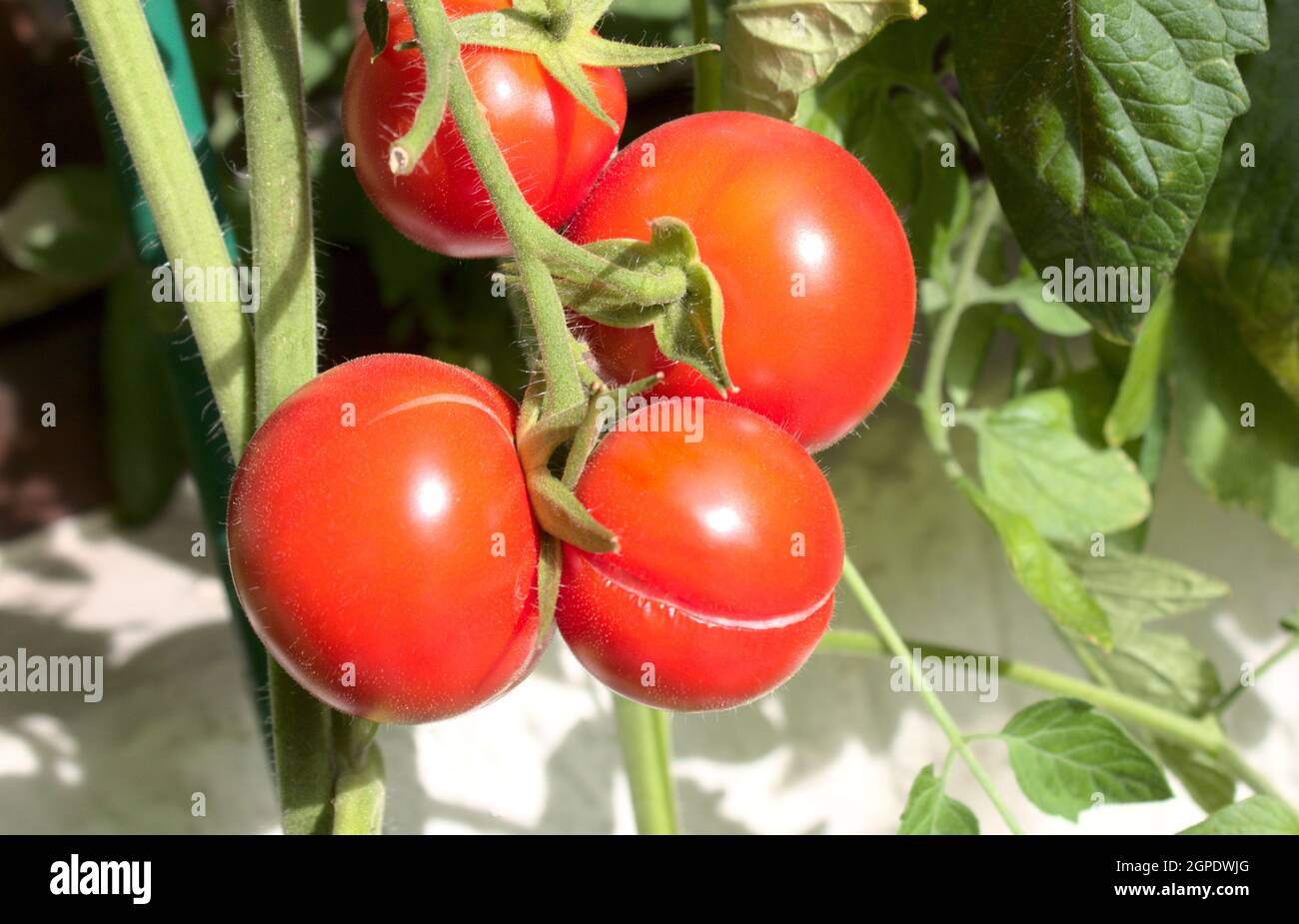 Bursted tomatoes hi-res stock photography and images - Alamy