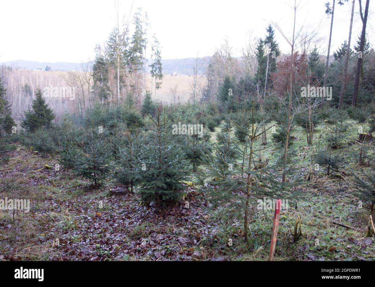 Road reforestation hi-res stock photography and images - Alamy