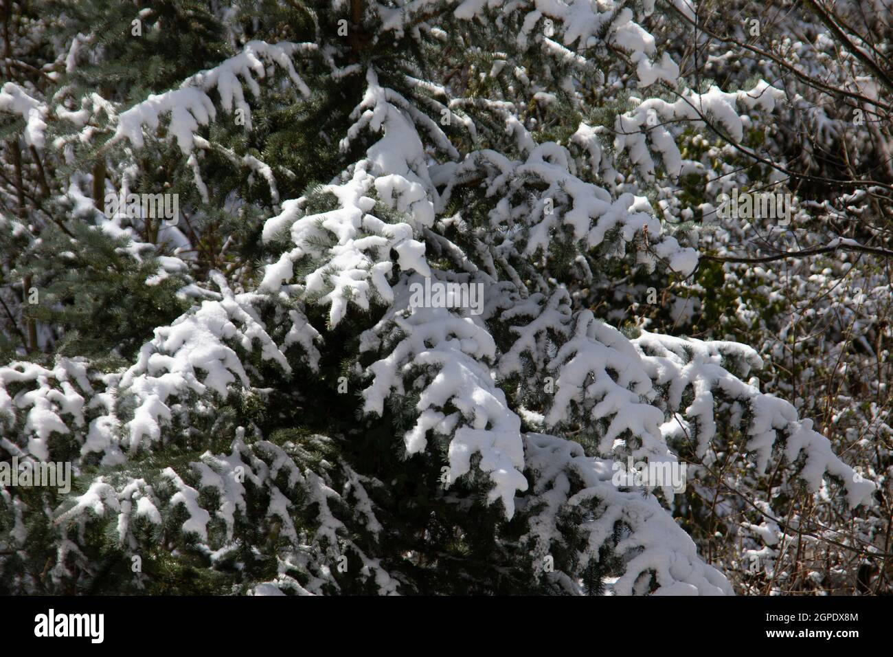 Starry conifers hi-res stock photography and images - Alamy