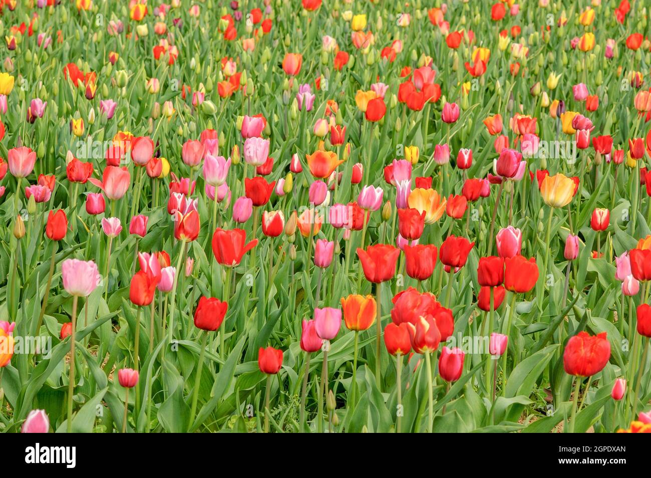 Tulip fields in bloom in spring. France, Alsace Stock Photo - Alamy