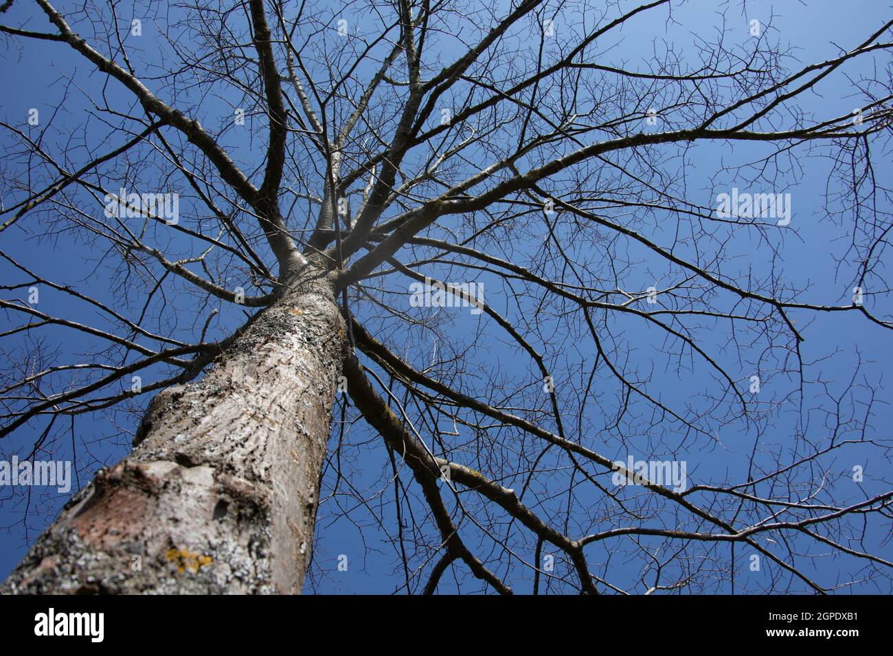 Sun shines through clear tree trunks on the slope Stock Photo - Alamy