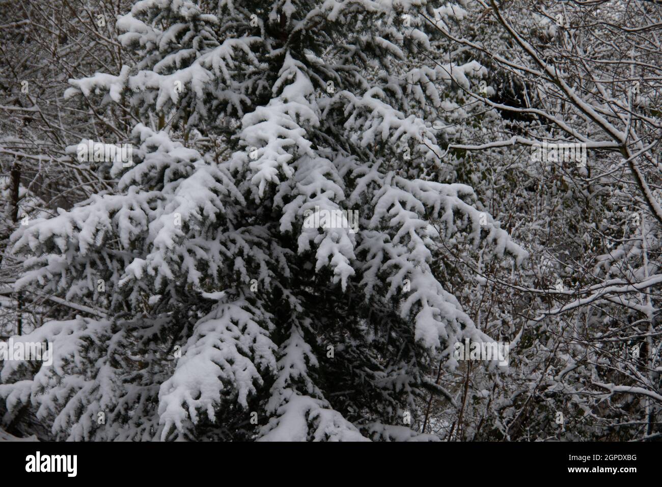 Snow-covered conifers stand in the winter landscape Stock Photo - Alamy
