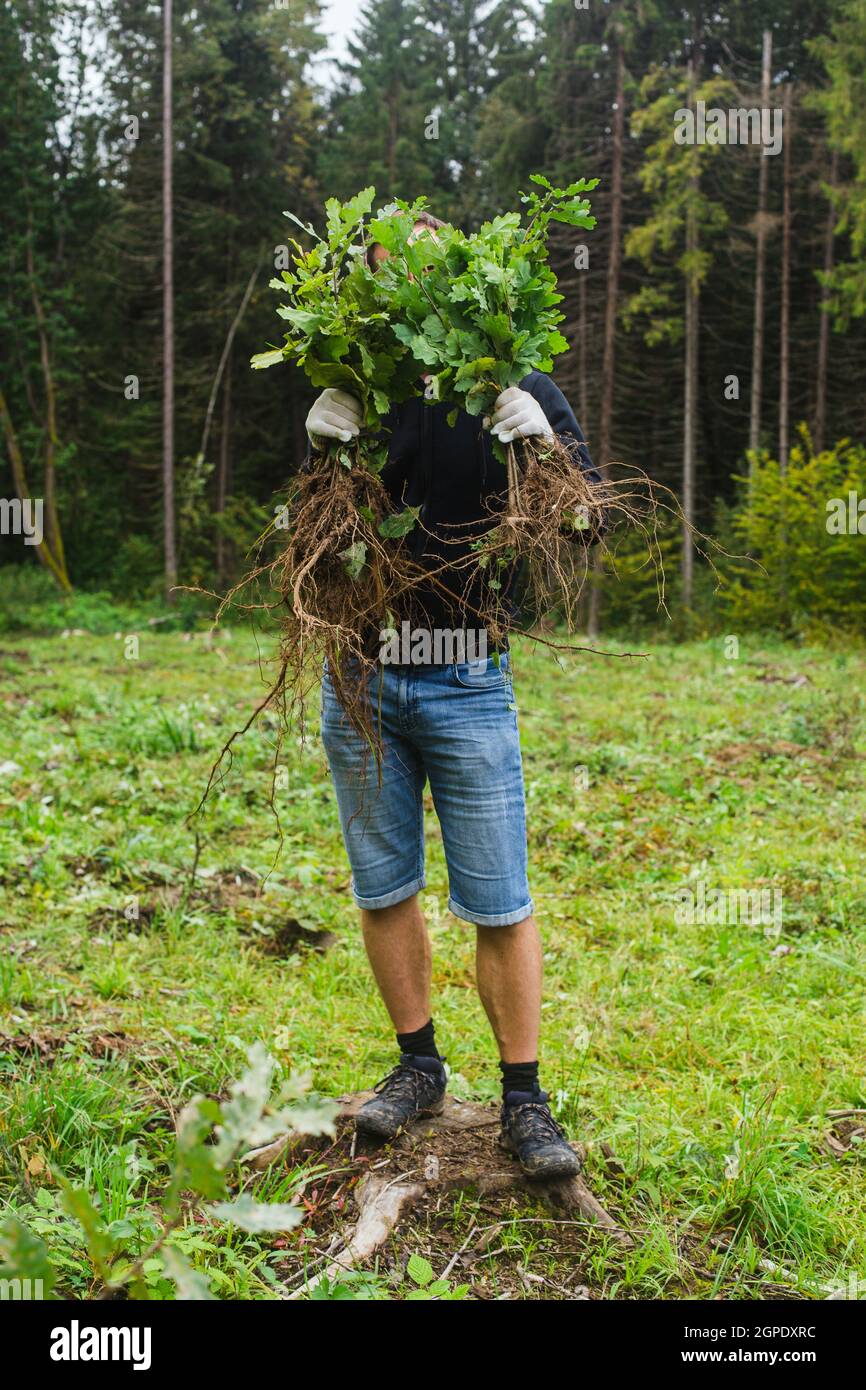 planting tree concept. young man takes oaks in hand ready to plant in ...