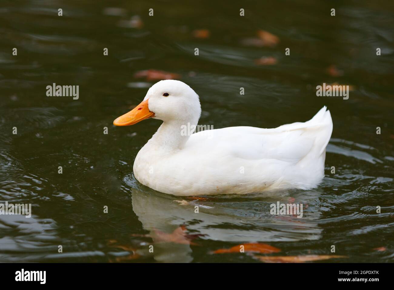 Beautiful white duck with orange peak swimming in a lake Stock Photo ...
