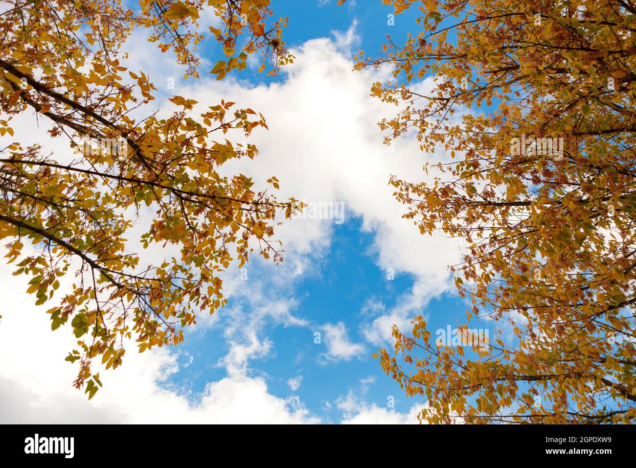 Olm oak forest hi-res stock photography and images - Alamy