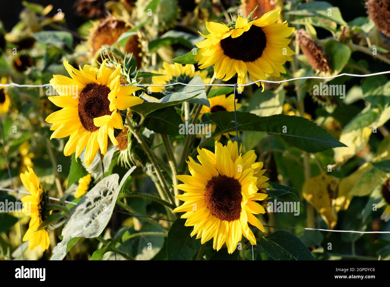 Sunshine and sunflowers hi-res stock photography and images - Alamy