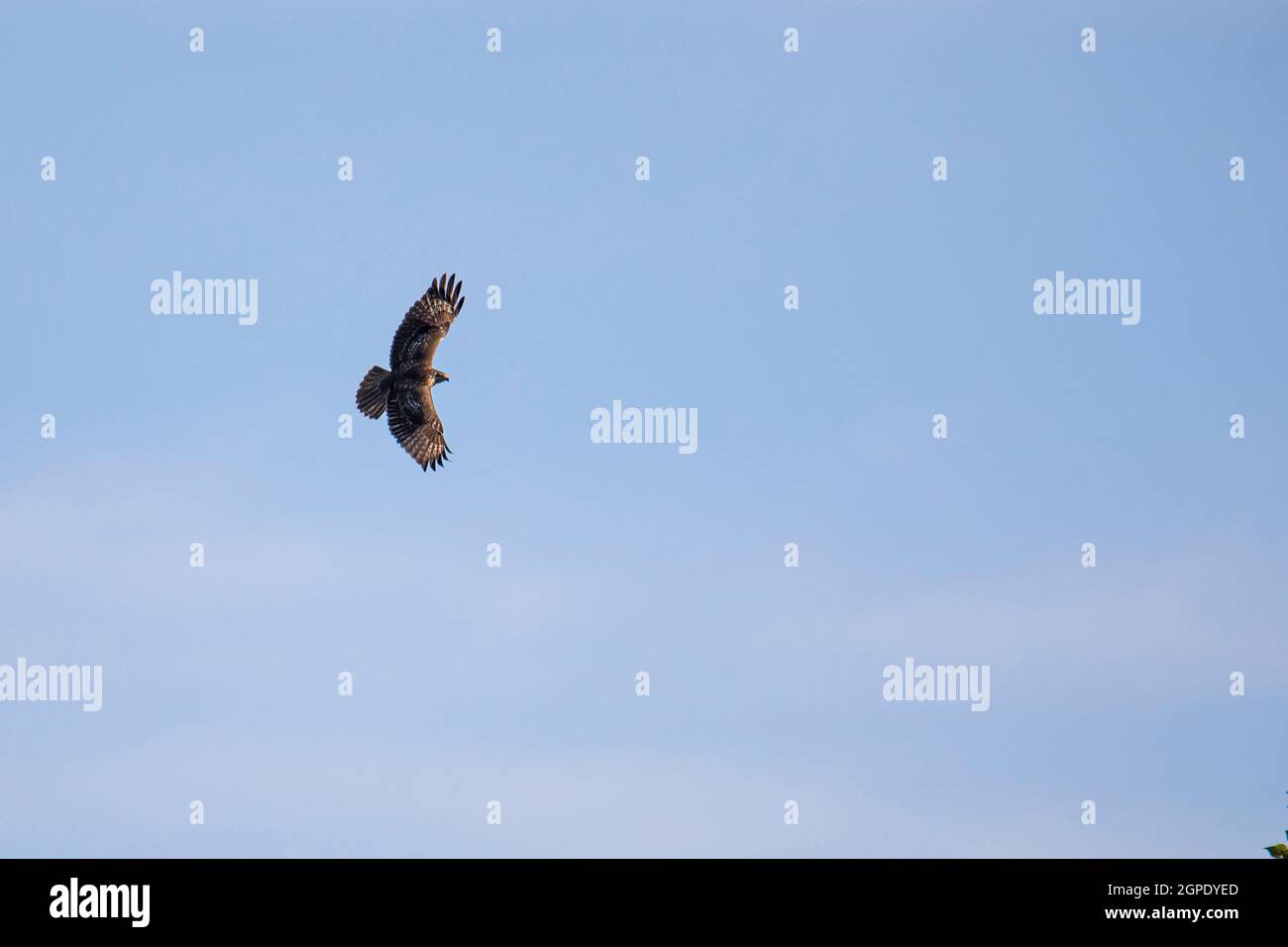 buzzard bird at the moment of hunting, against the background of the ...