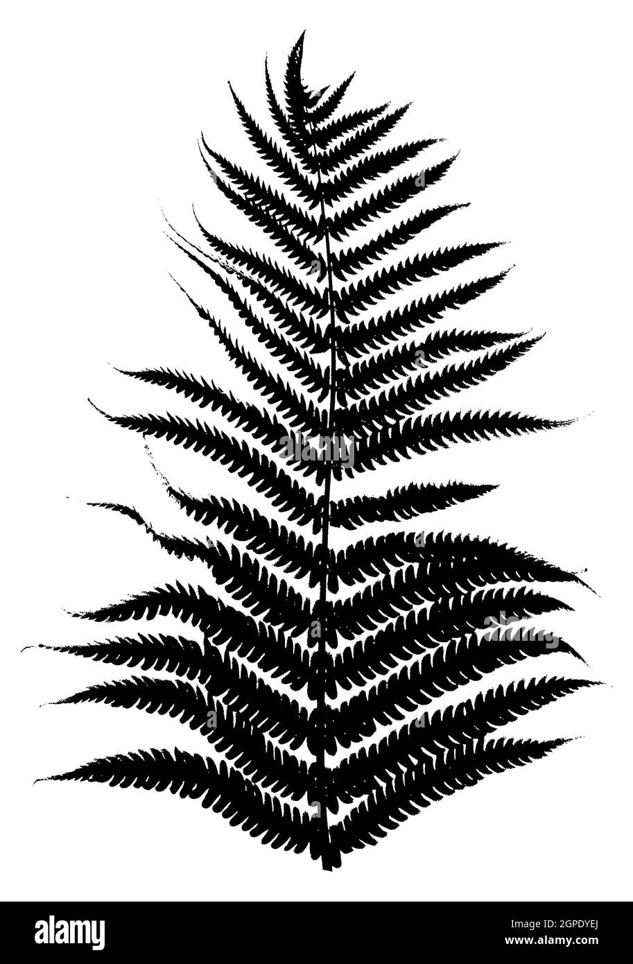 Wild green fern leaves Black and White Stock Photos & Images - Alamy