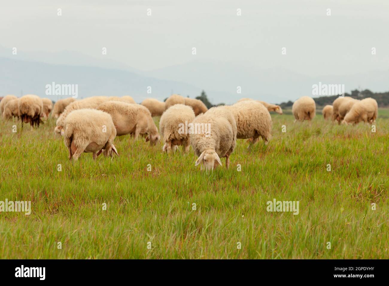 Flock of sheep grazing in a meadow with tall grasses Stock Photo - Alamy