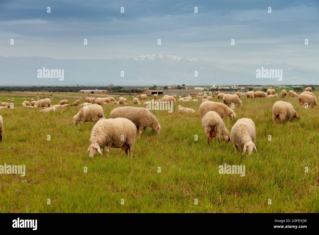 Flock of sheep grazing in a meadow with tall grasses Stock Photo - Alamy