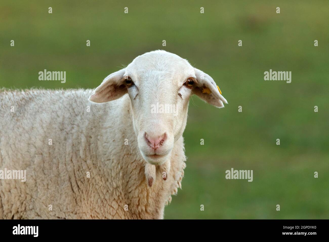 Beautiful lamb next to its mother in the landscape Stock Photo - Alamy