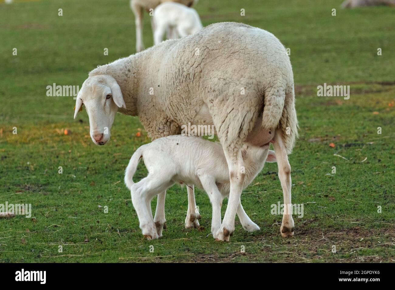 Beautiful lamb next to its mother in the landscape Stock Photo - Alamy