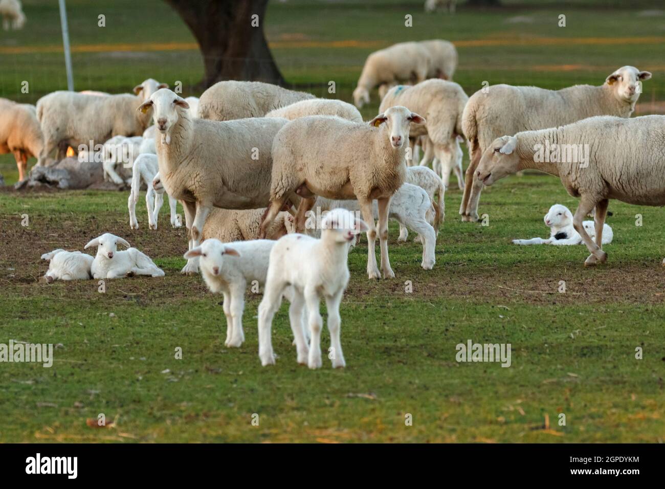 Beautiful lambs and sheeps in the landscape Stock Photo - Alamy