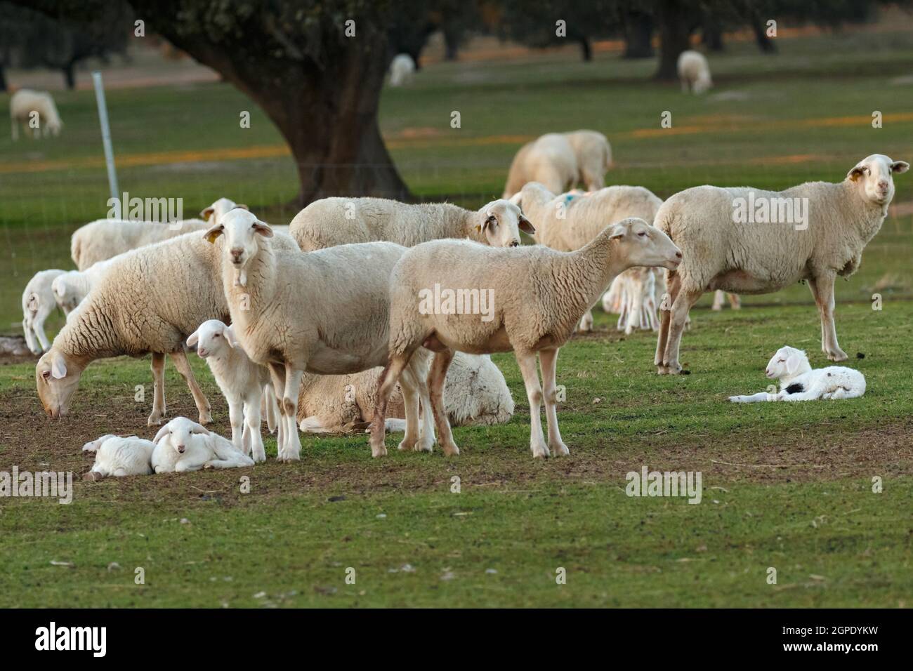 Beautiful lambs and sheeps in the landscape Stock Photo - Alamy