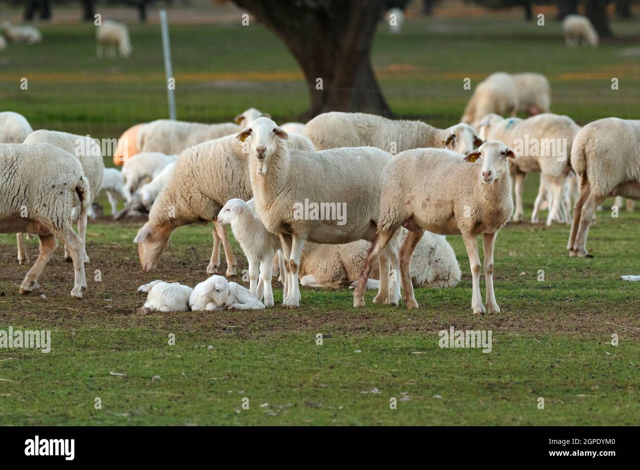 Beautiful lambs and sheeps in the landscape Stock Photo - Alamy