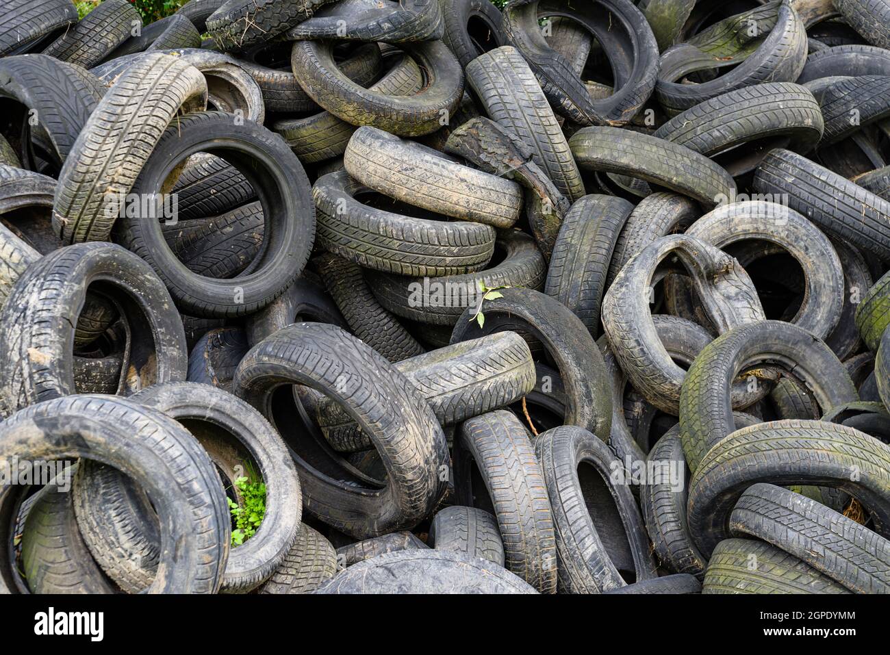 Pile of used tyres being used in a farm to weigh down a silage heap ...