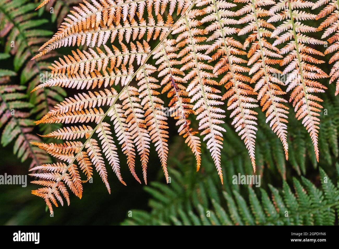 Orange colored fern in a forest in autumn. Vosges, France Stock Photo ...