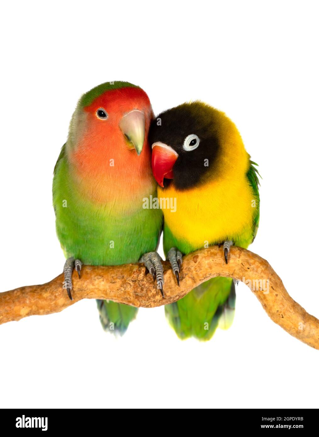 Bird agapornis fischeri Cut Out Stock Images & Pictures - Alamy