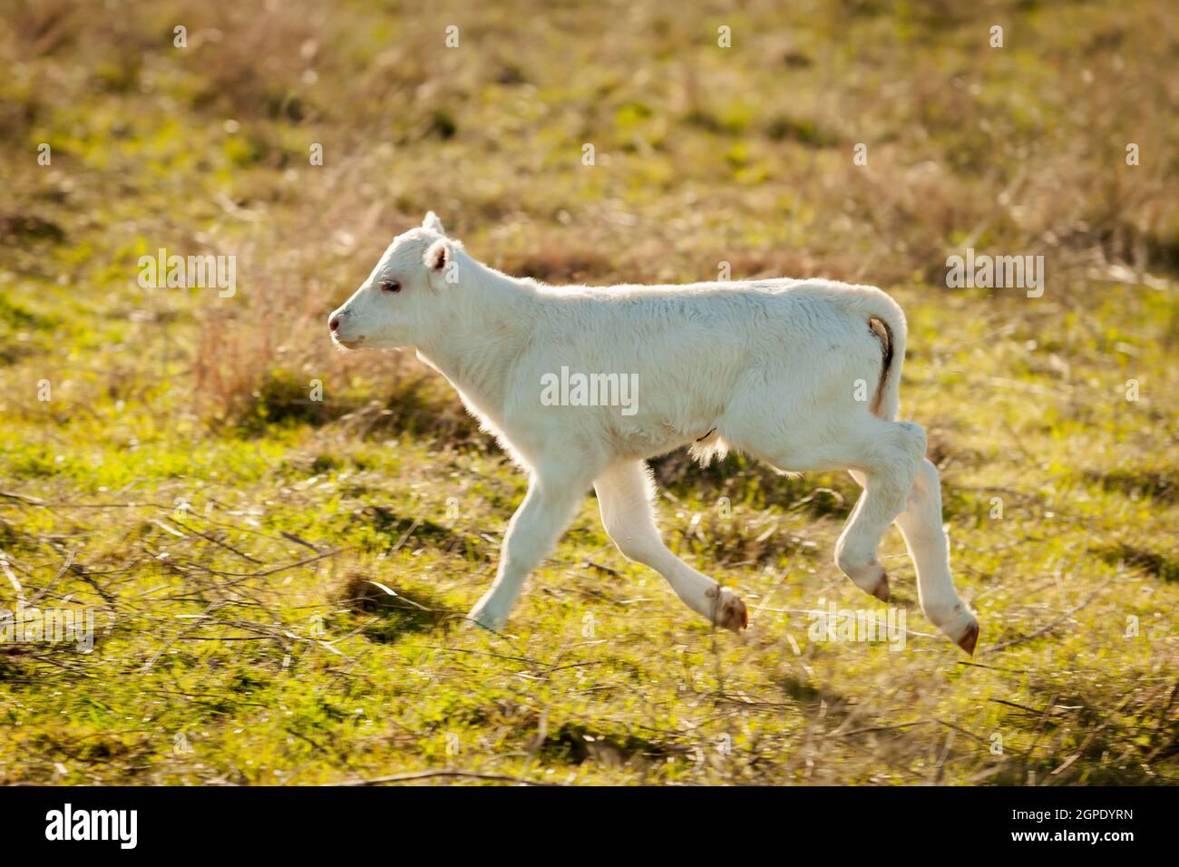 Nice free white calf on the green meadow Stock Photo - Alamy
