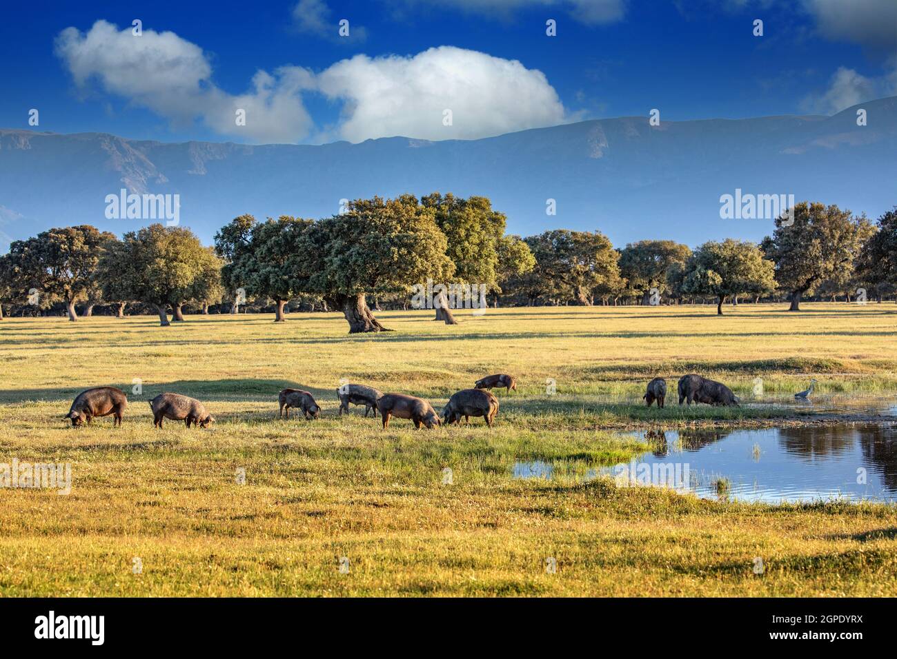 Group big black pigs eating hi-res stock photography and images - Alamy