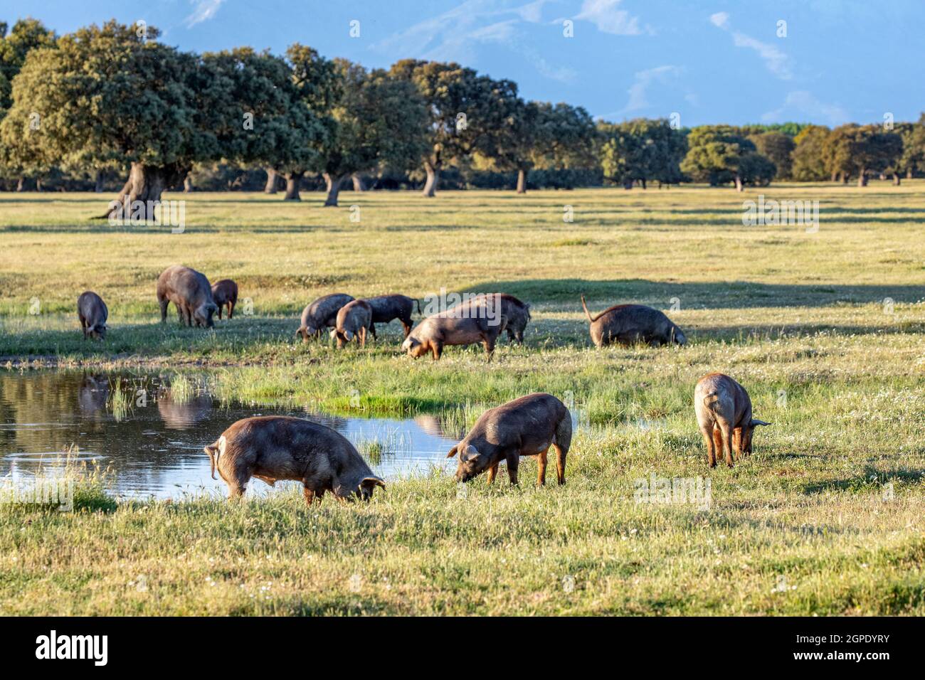 Group big pigs eating on hi-res stock photography and images - Alamy