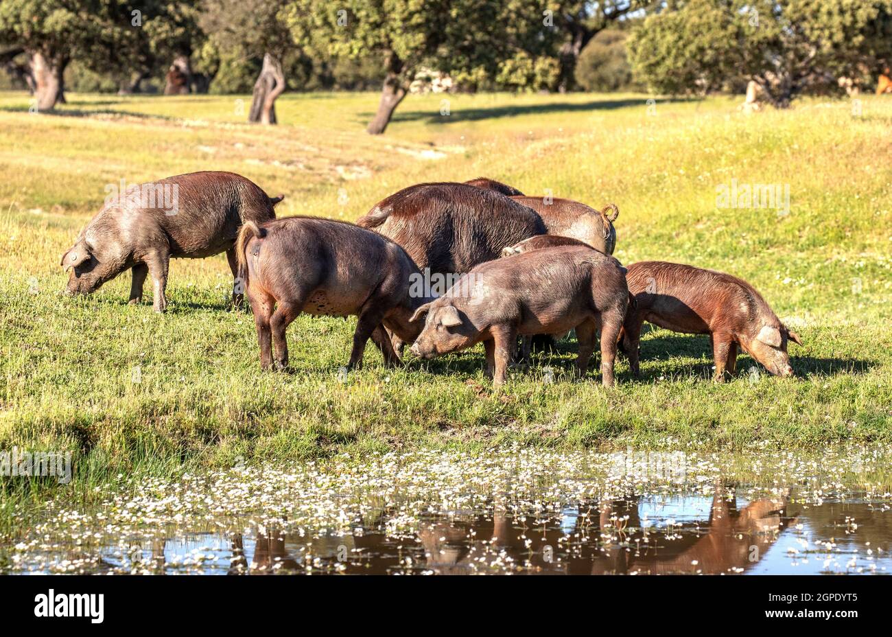 Group big pigs eating on hi-res stock photography and images - Alamy