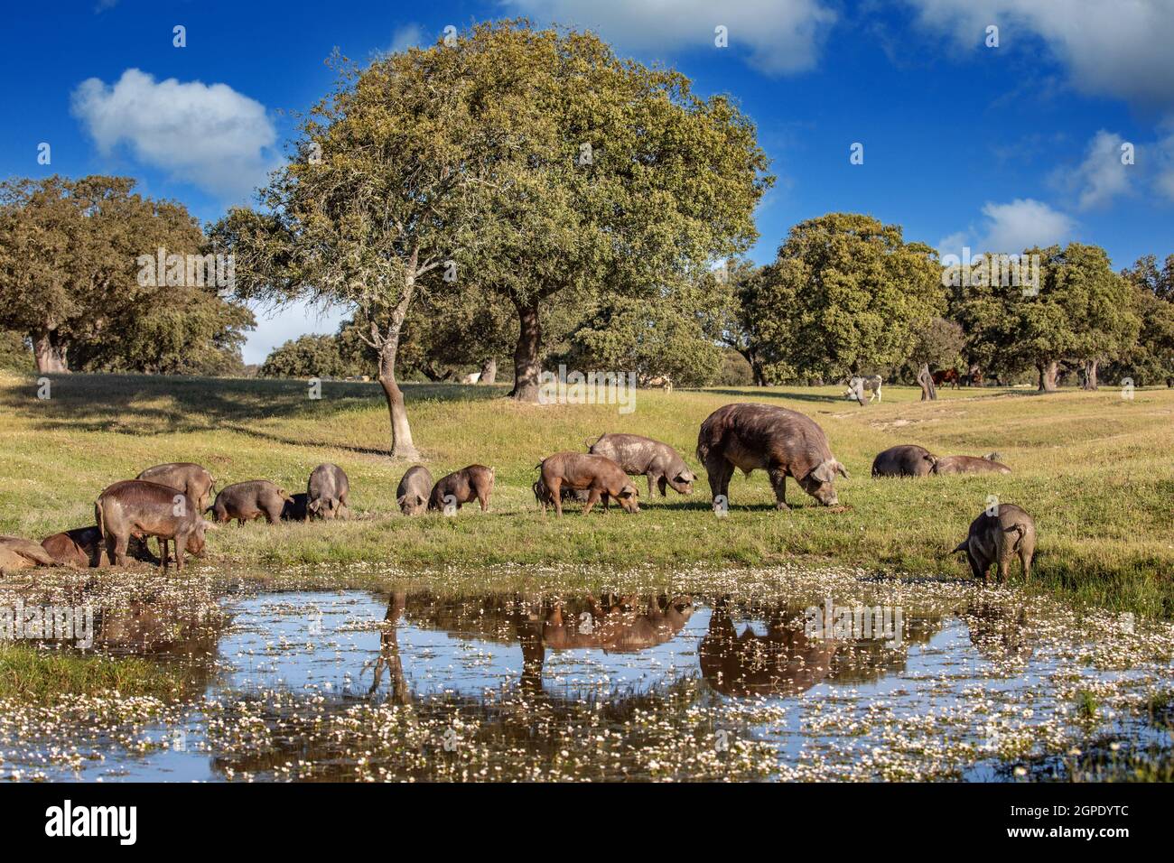 Group big black pigs eating hi-res stock photography and images - Alamy