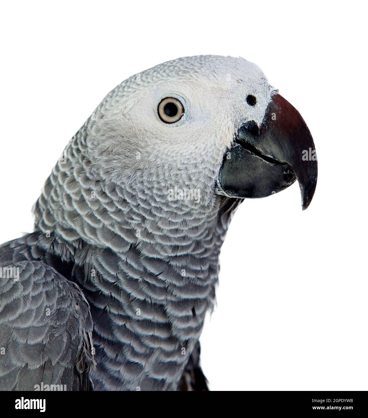Collage parrot hi-res stock photography and images - Alamy