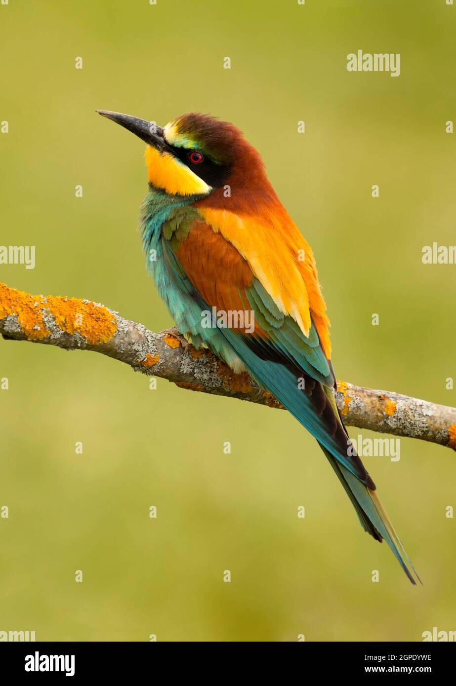 Portrait of a colorful bird looking at side Stock Photo - Alamy