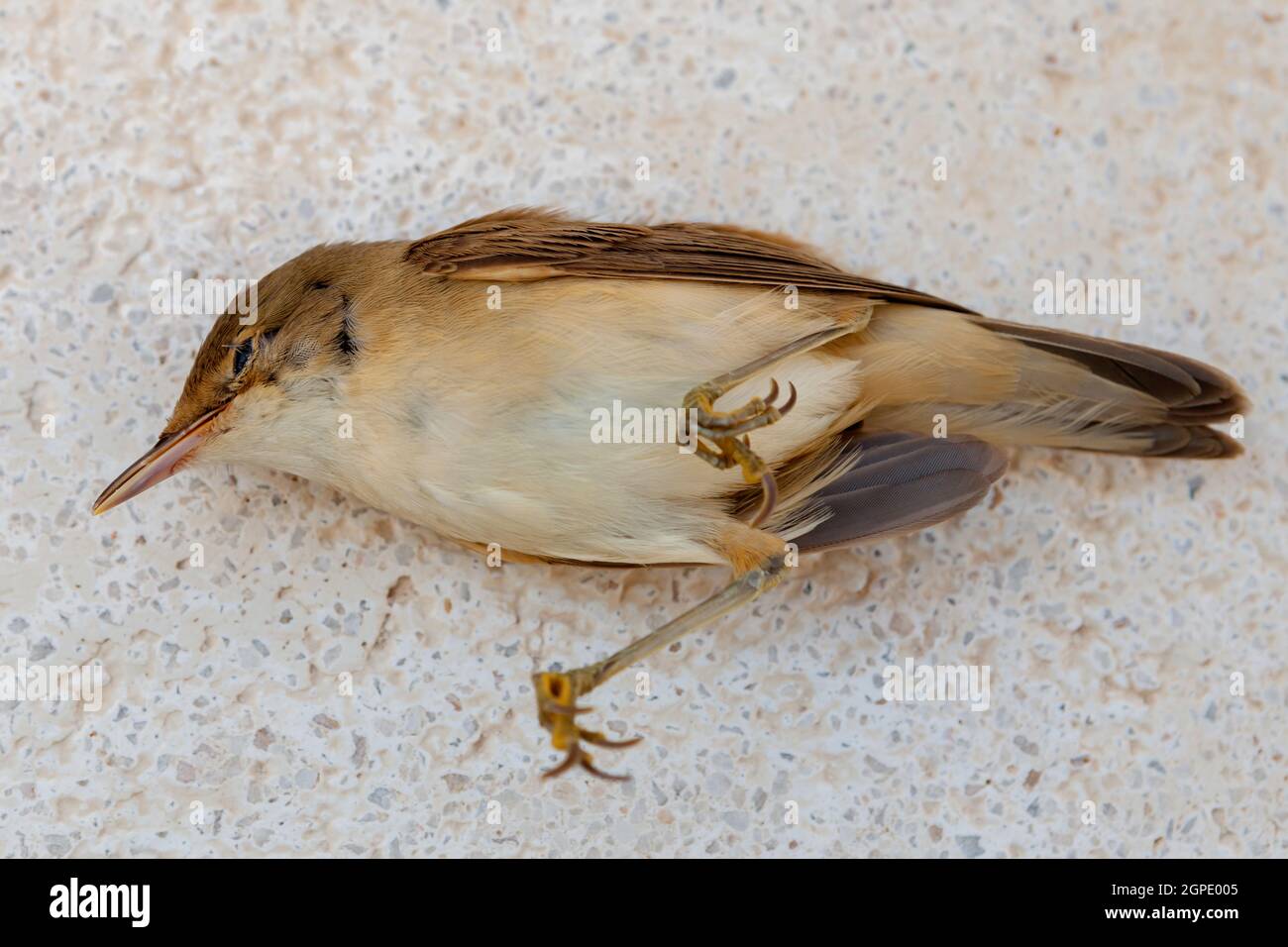 Dead small brown bird in the street Stock Photo - Alamy