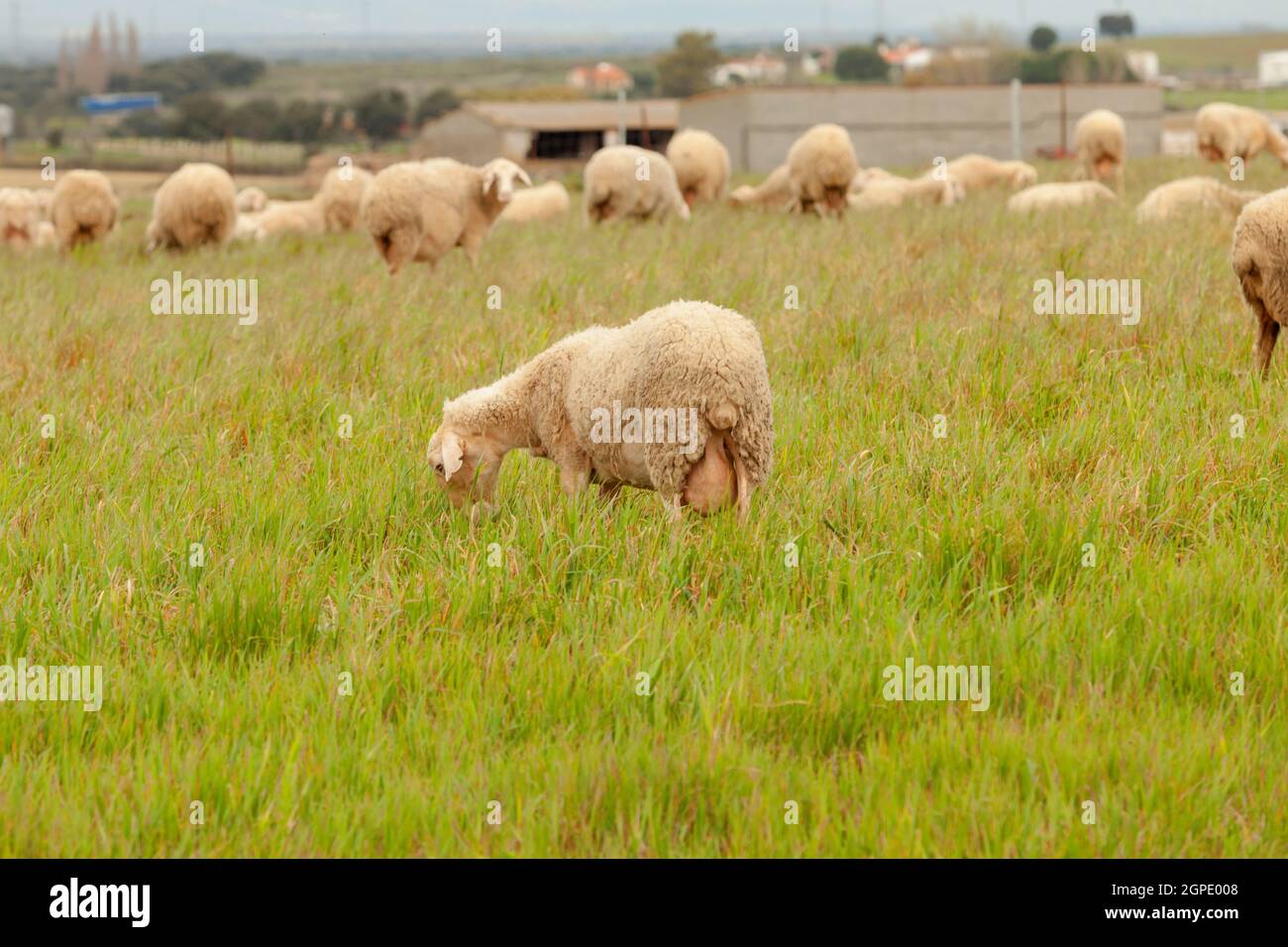 Flock of sheep grazing in a meadow with tall grasses Stock Photo - Alamy