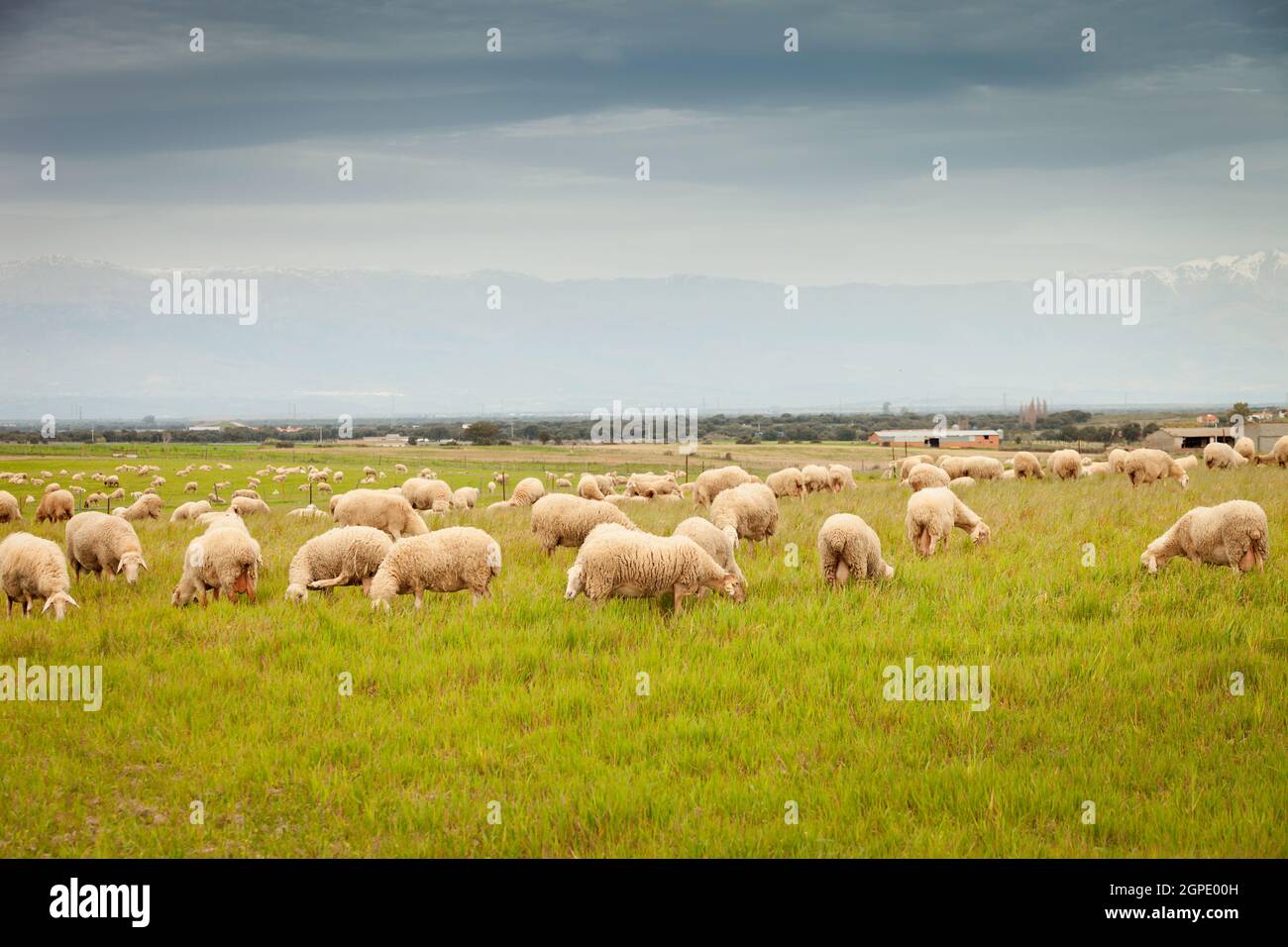 Flock of sheep grazing in a meadow with tall grasses Stock Photo - Alamy
