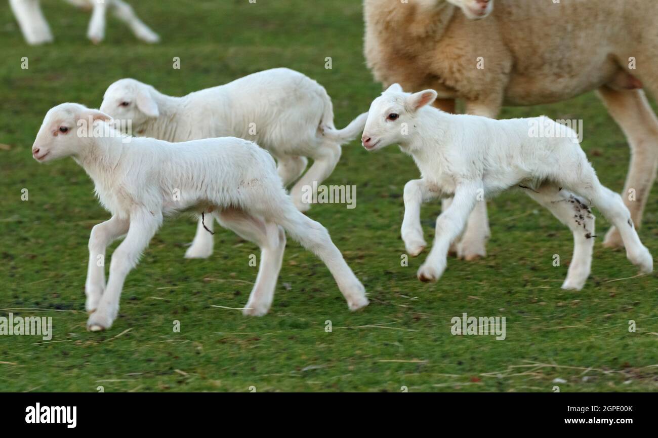 Beautiful lambs running in the landscape Stock Photo - Alamy