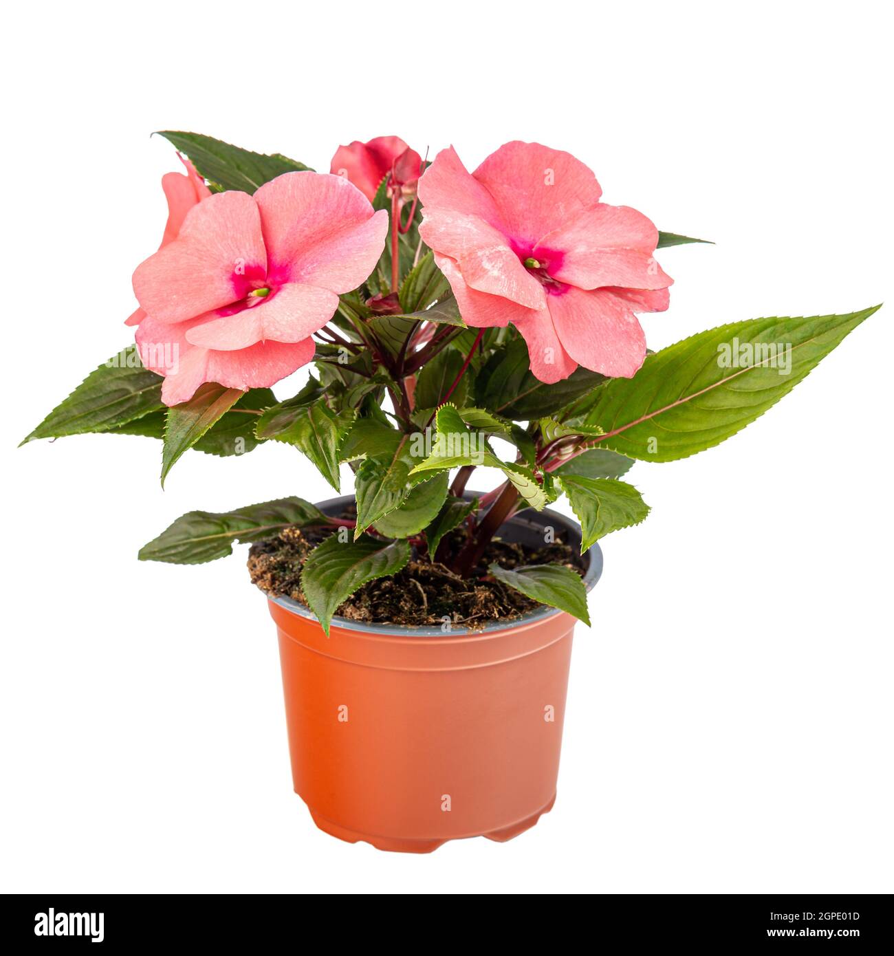 Impatiens walleriana or Busy lizzie in flower pot on white background ...