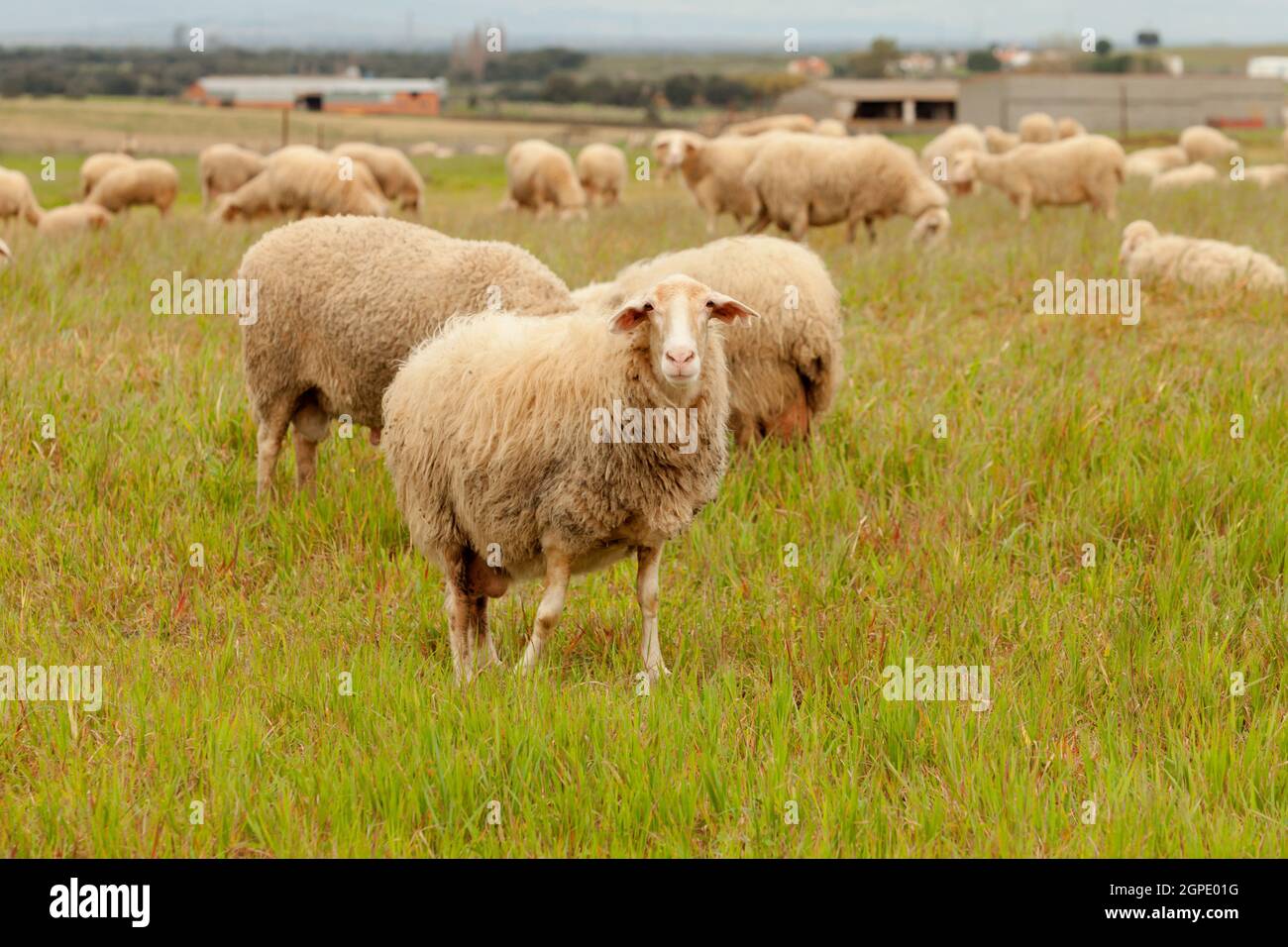 Flock of sheep grazing in a meadow with tall grasses Stock Photo - Alamy