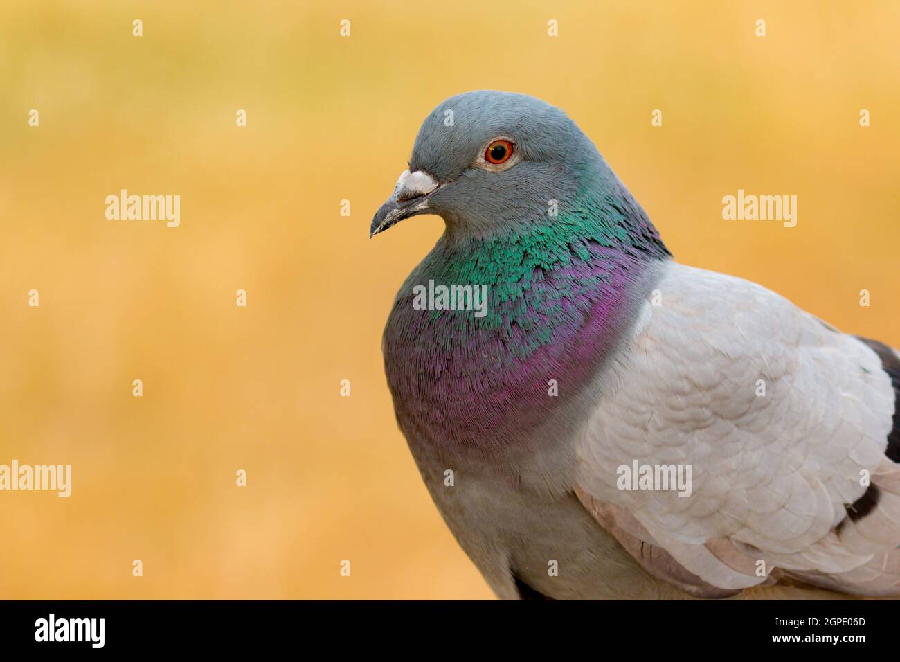 Portrait of a wild dove with beautiful feathers green and grey Stock ...
