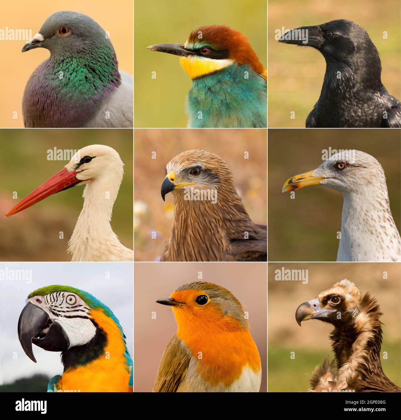 Bird species collage hi-res stock photography and images - Alamy